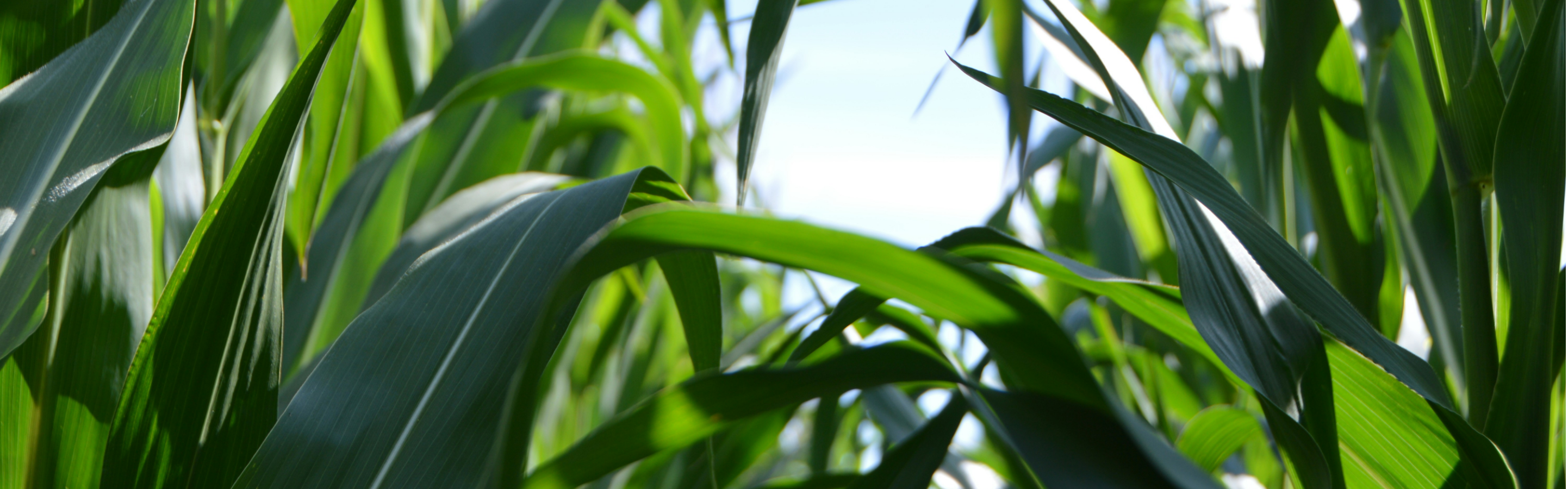 VT4PRO® with RNAi Technology Corn Trait | Bayer Crop Science Canada