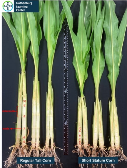 #TraitAnswers | Height Difference Between Traditional Corn Products and ...