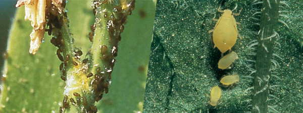 Aphids in Field Crops | Crop Science US