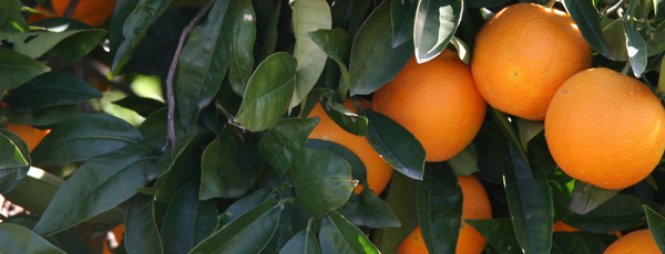Q&A: How Can California Citrus Growers Fight ACP? | Crop Science US