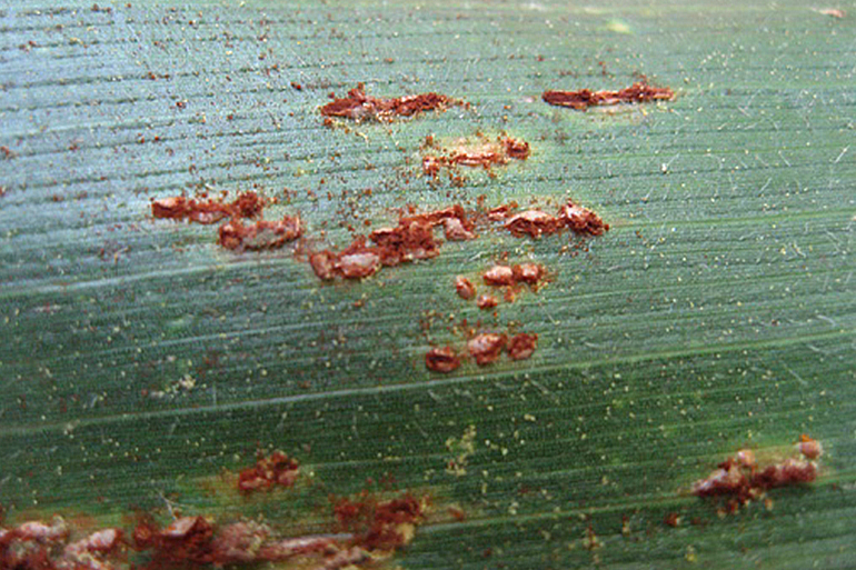 Recognizing Corn Rust Diseases | Crop Science US