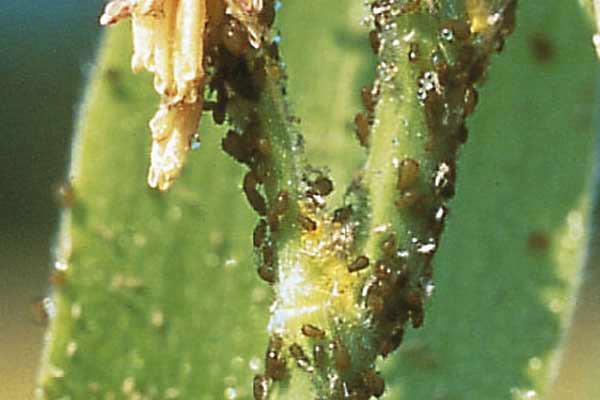 Best Practices to Control Corn Leaf Aphids | Crop Science US