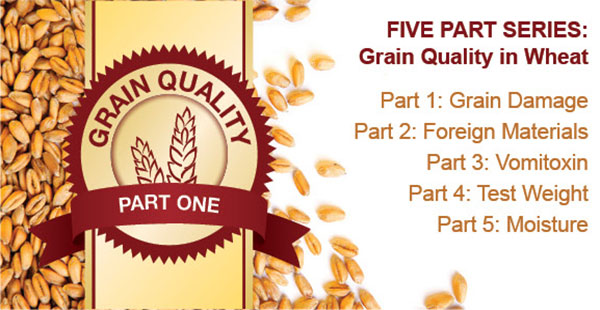 5 Part Series: Grain Quality in Wheat | Crop Science US