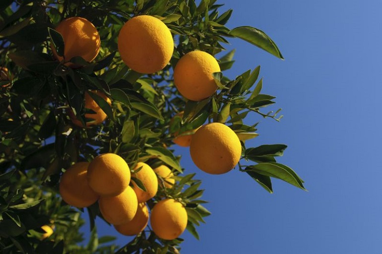 Knowing the Signs of HLB in Citrus | Crop Science US