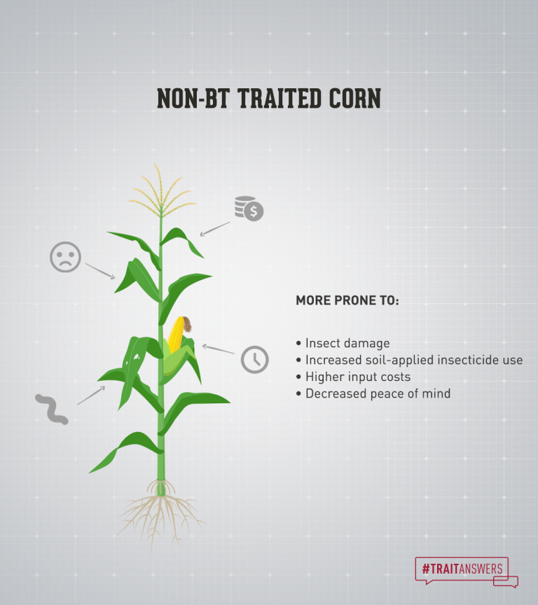 #TraitAnswers | Benefits of Planting Corn Products with Built-in Insect ...