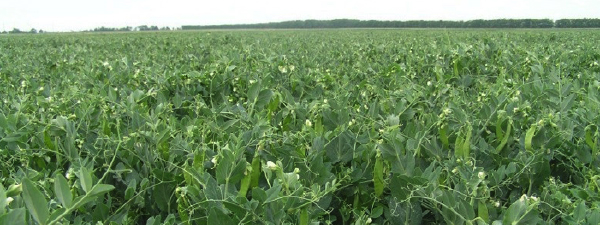 Cut Weed Control Risks in Pulse Crop Rotation | Crop Science US