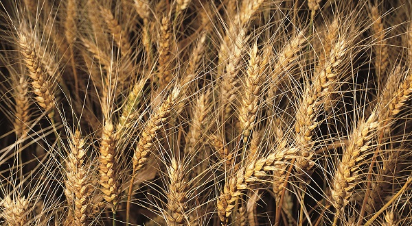 5 Steps for Proven Performance | Crop Science US