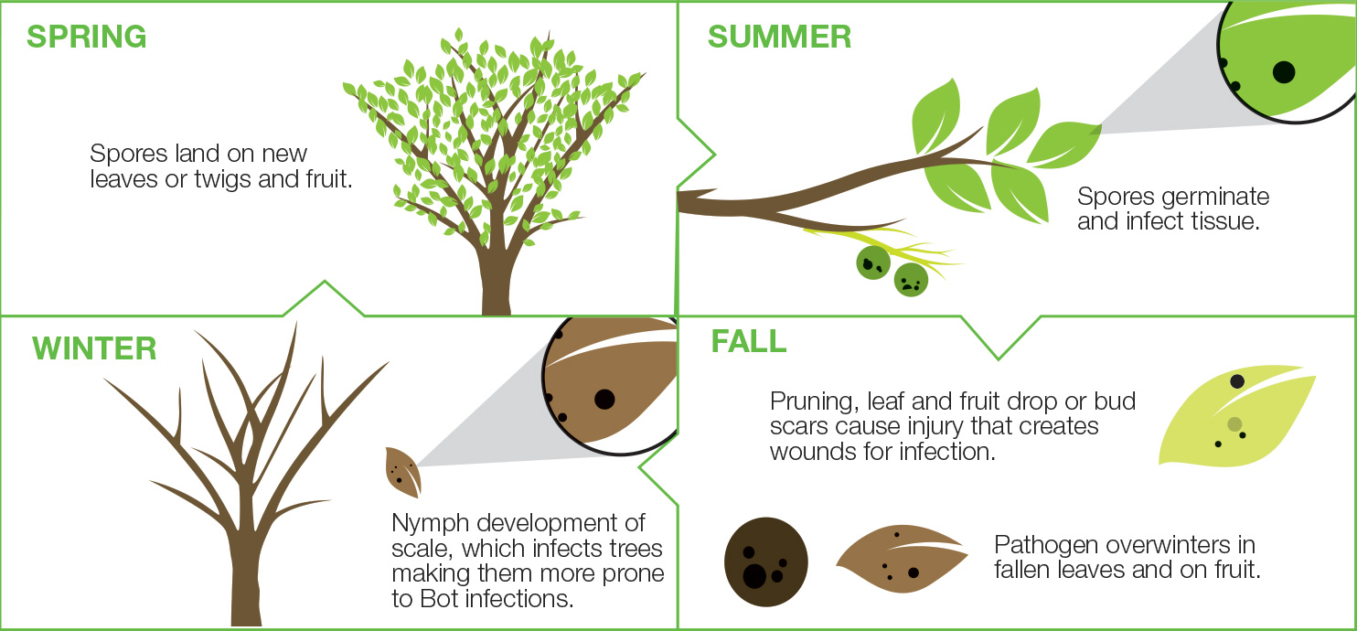 Botryosphaeria in California Walnut Orchards | Crop Science US