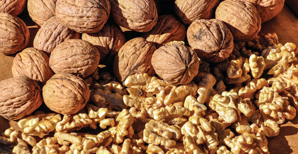 Bayer Solutions for Walnut Botryosphaeria | Crop Science US