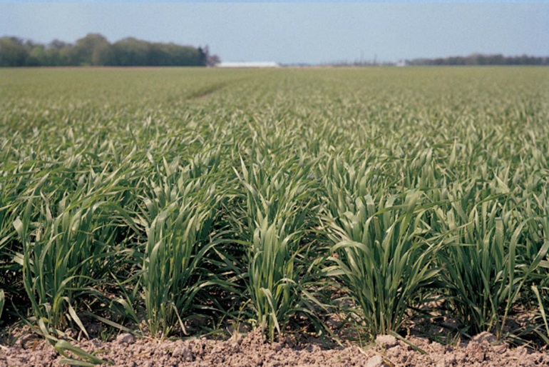Establishing and Assessing Winter Wheat Stands | Crop Science US