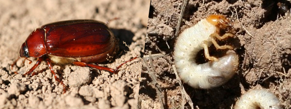 White Grub Damage