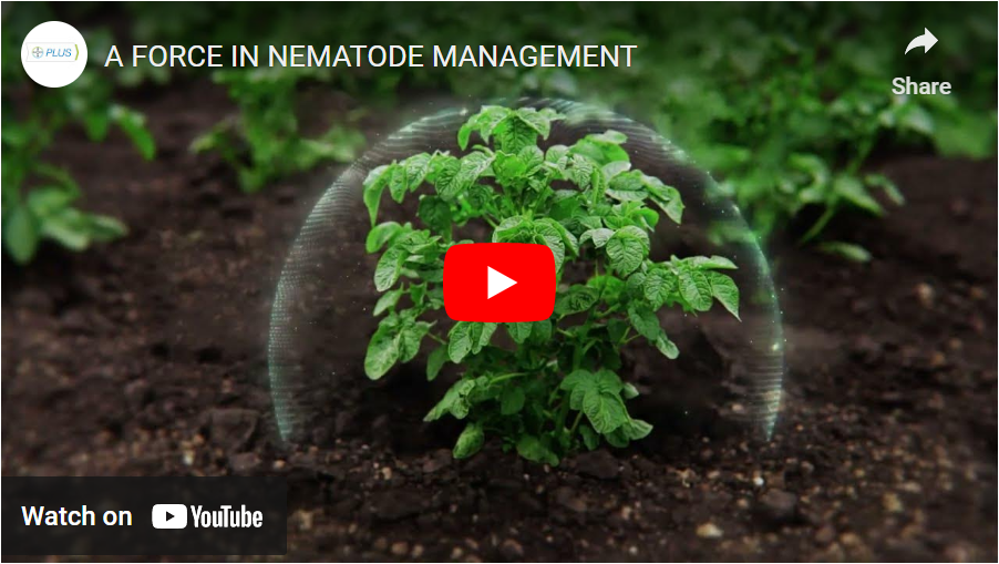 How To Control Nematodes | Velum Prime & Movento | Crop Science US