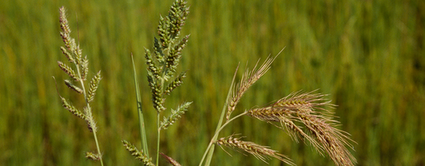 Battling Barnyardgrass in Wheat Crops | Crop Science US