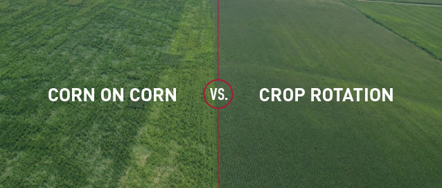 Corn on Corn Crop Rotation | Bayer Traits | Crop Science US