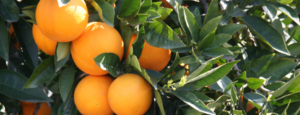 Pest and Weed Management in Your Citrus Grove | Crop Science US