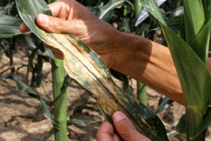 corn crop disease