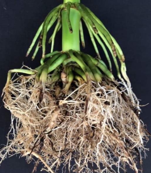 #TraitAnswers | Root Node Injury Scale | Crop Science US