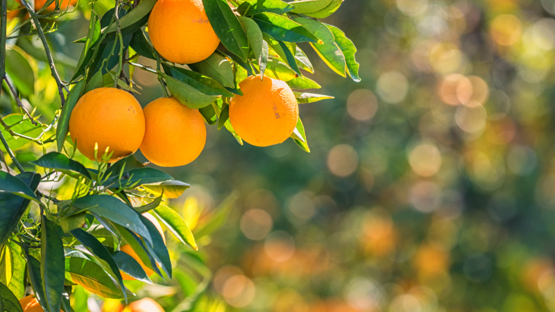 Threat of Huanglongbing and How To Protect California Citrus | Crop ...
