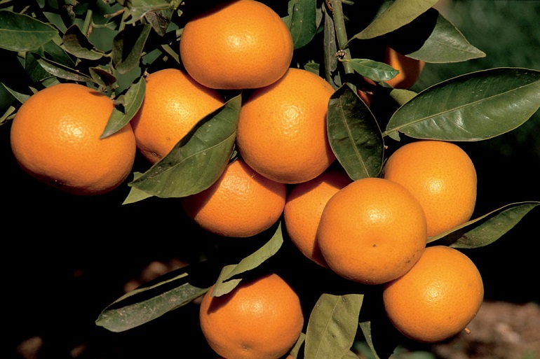 Integrated Weed Management in California Citrus | Crop Science US