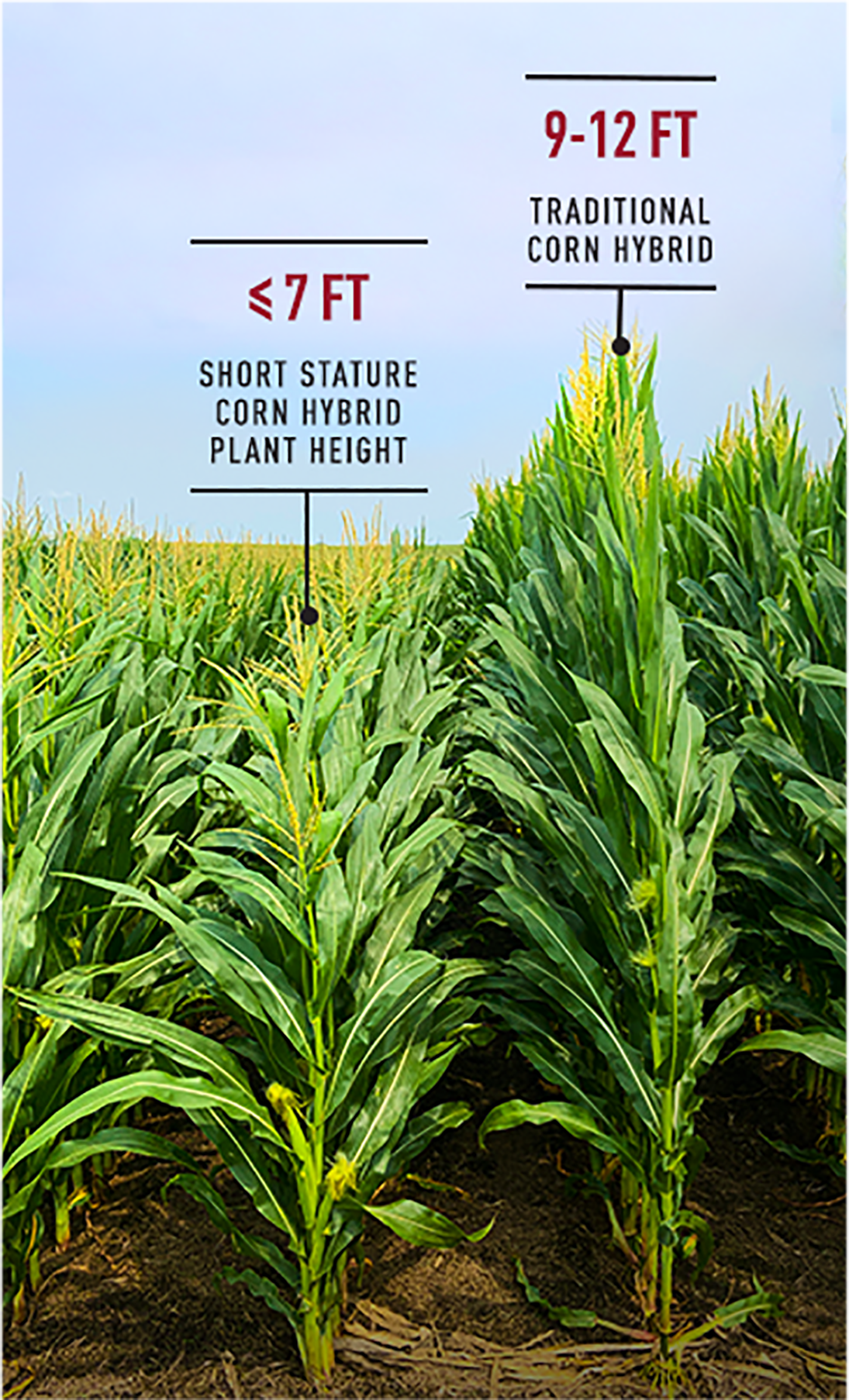 #TraitAnswers | What Are Short Stature Corn Hybrids? | Crop Science US