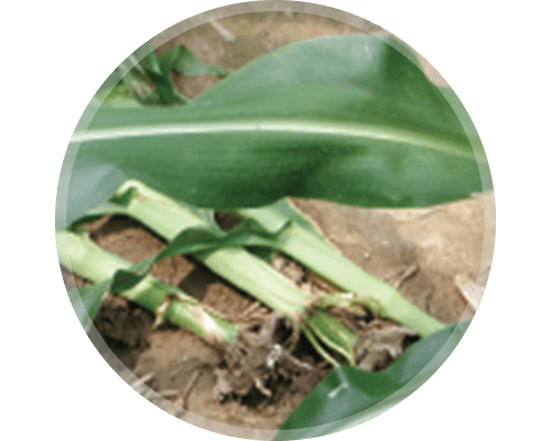 Corn Rootworm Management | Bayer Traits | Crop Science US