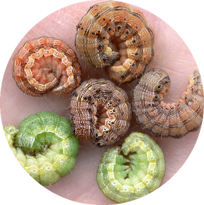 Corn Earworm in Corn | Bayer Traits | Crop Science US