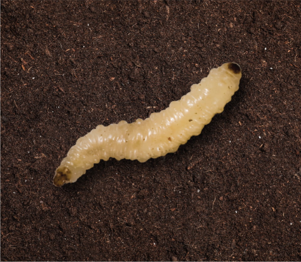 Corn Rootworm Larvae