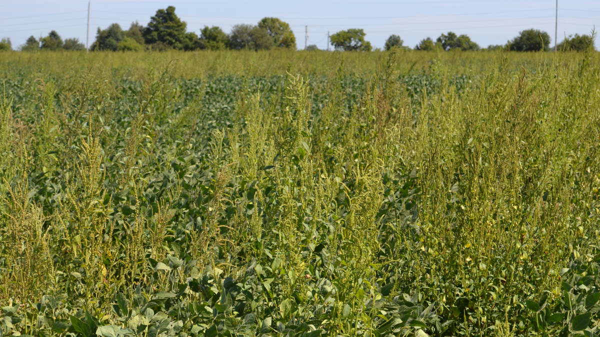 Waterhemp Resistance to 2,4-D and Other Herbicides | Crop Science US