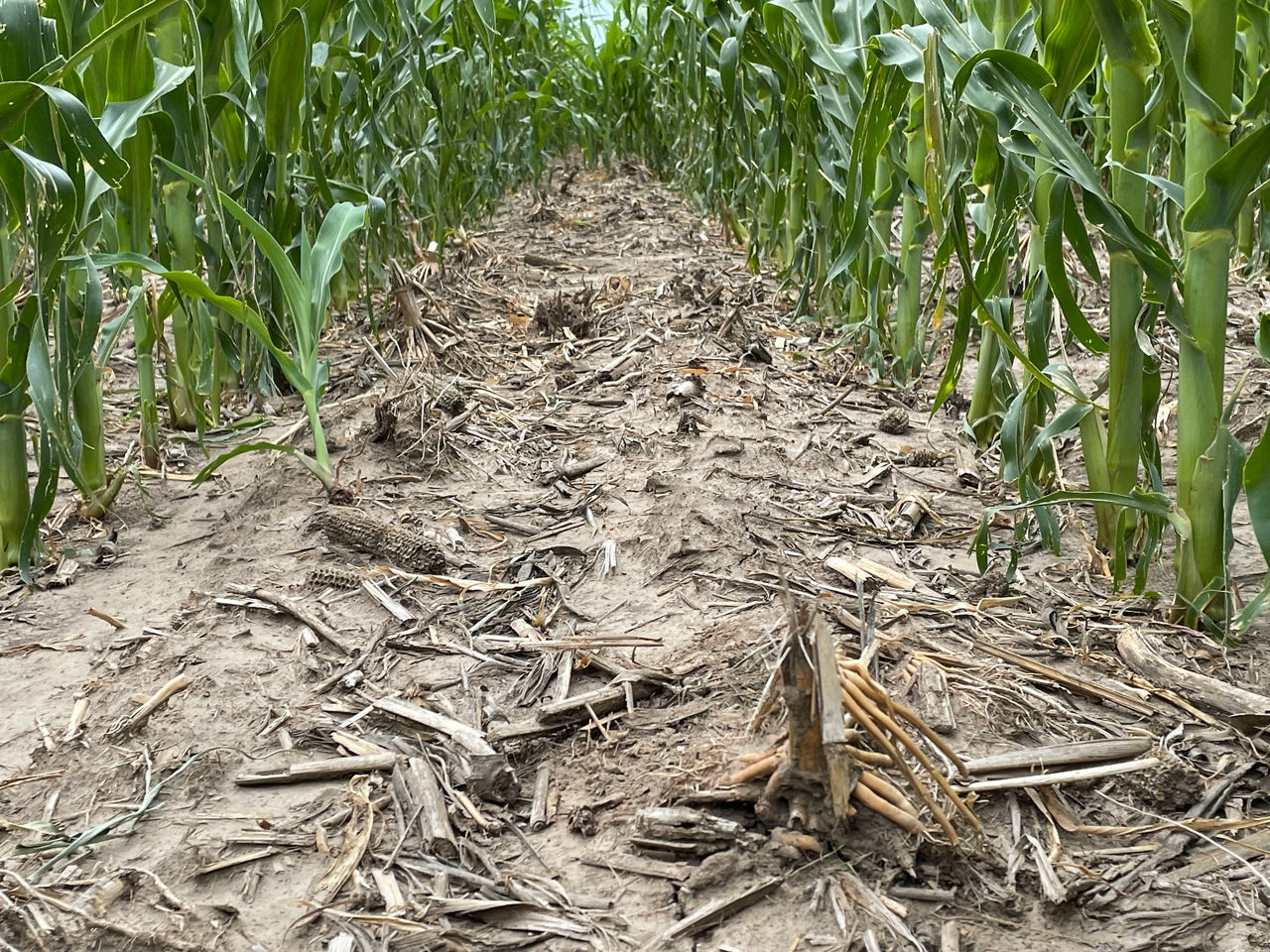 1223_231657 Key Benefits of Trivolt™ Herbicide (Restricted Use ...