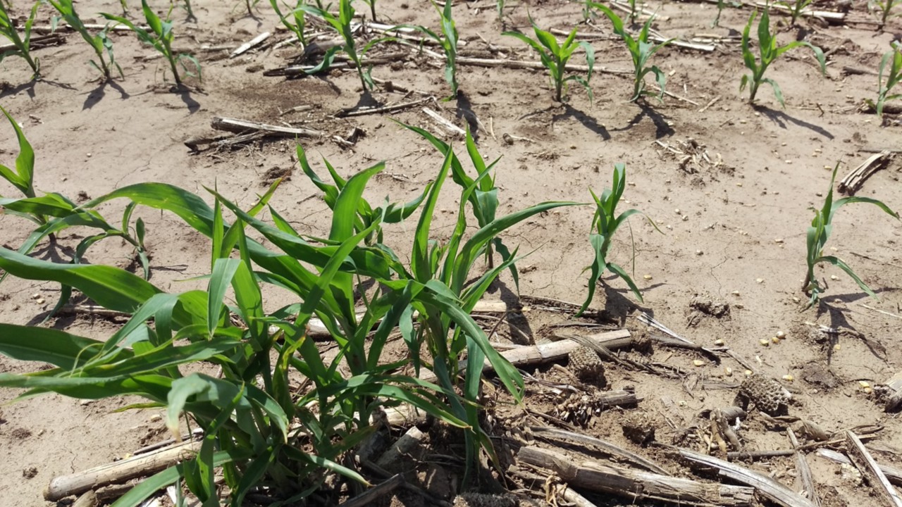 Volunteer Corn Management in Corn | Crop Science US