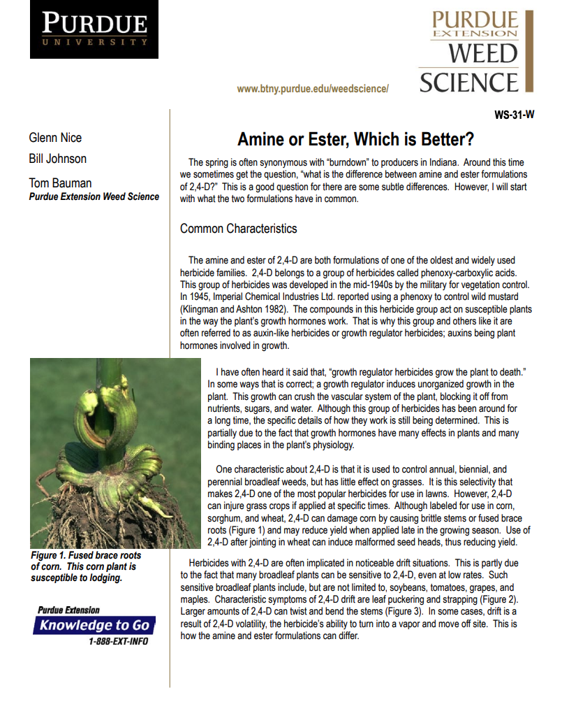 difference between amine and ester