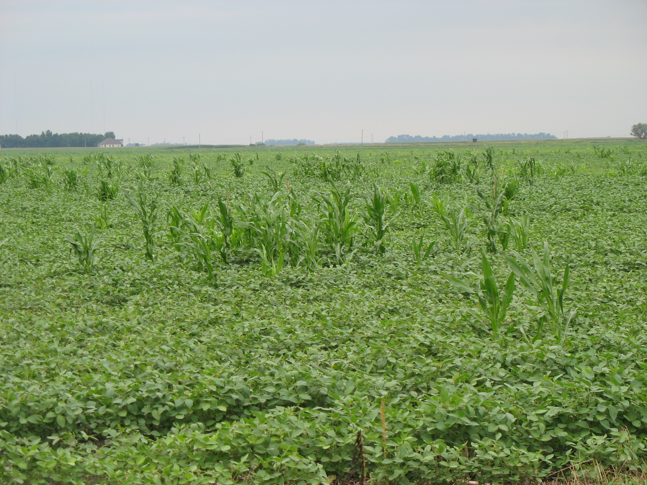 Managing Volunteer Corn in Soybeans | Crop Science US