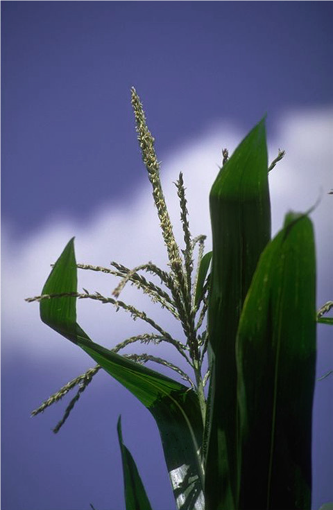 A Closer Look at Corn Pollination | Crop Science US