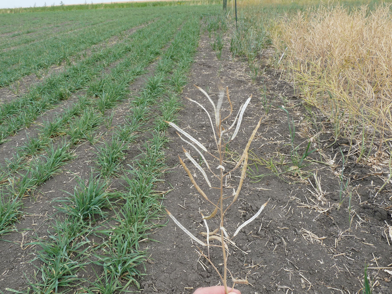 Genetic Traits for Improved Harvest Management of Canola | Crop Science US