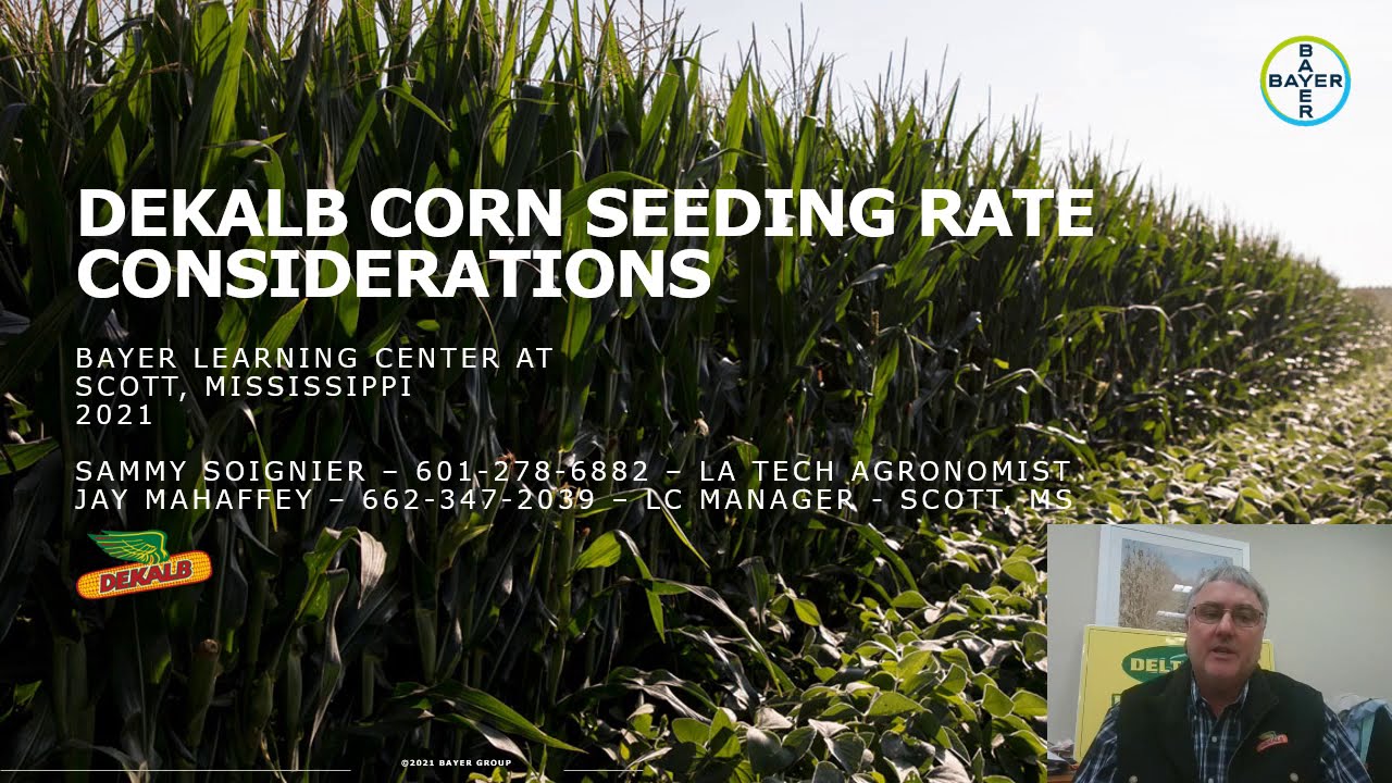 Yield Potential of DEKALB® Corn Products to Seeding Rate | Crop Science US