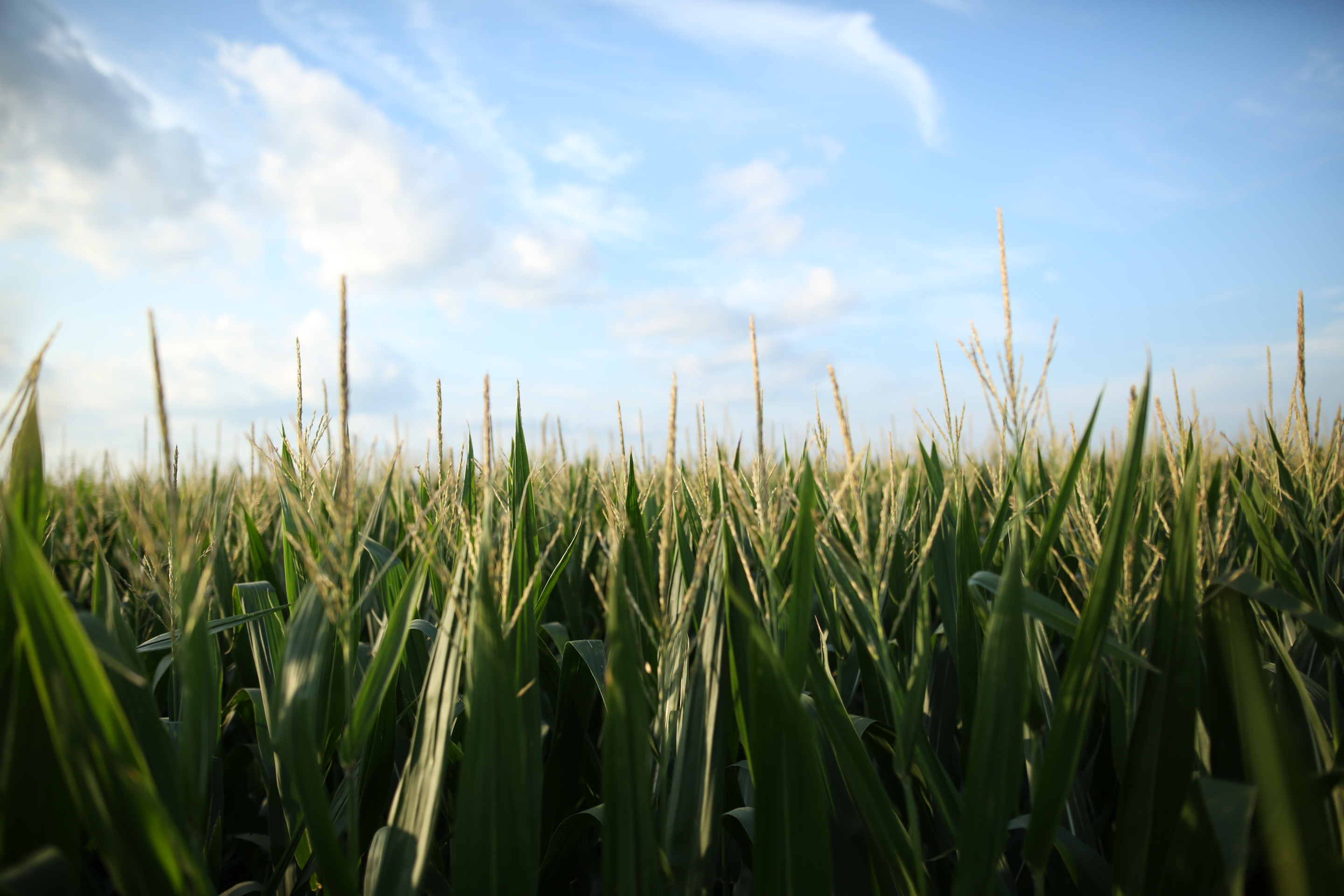 Corn Disease Risk Maps | Crop Science US