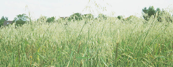 oat crops