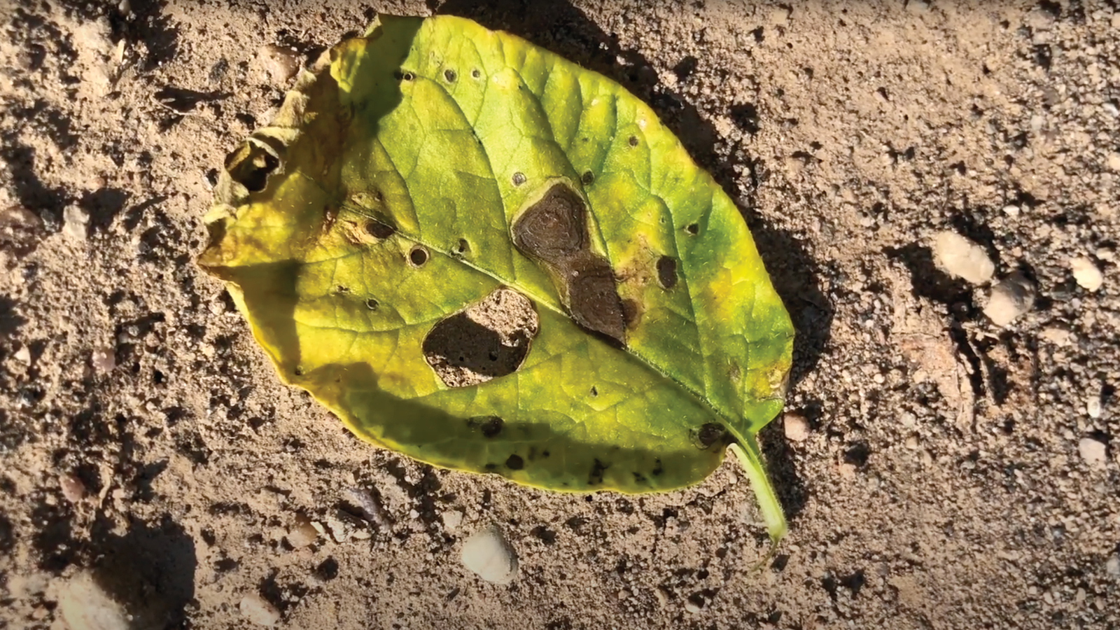 potato blight warning