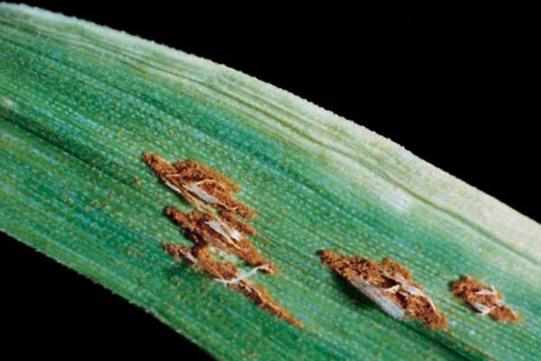 Wheat Rust Diseases | Crop Science US