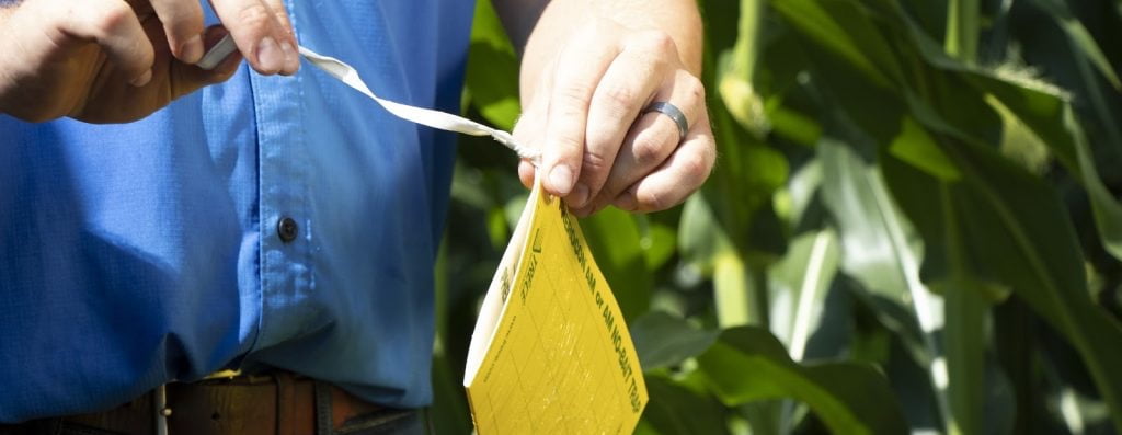 Assess Corn Rootworm with Sticky Traps | Crop Science US